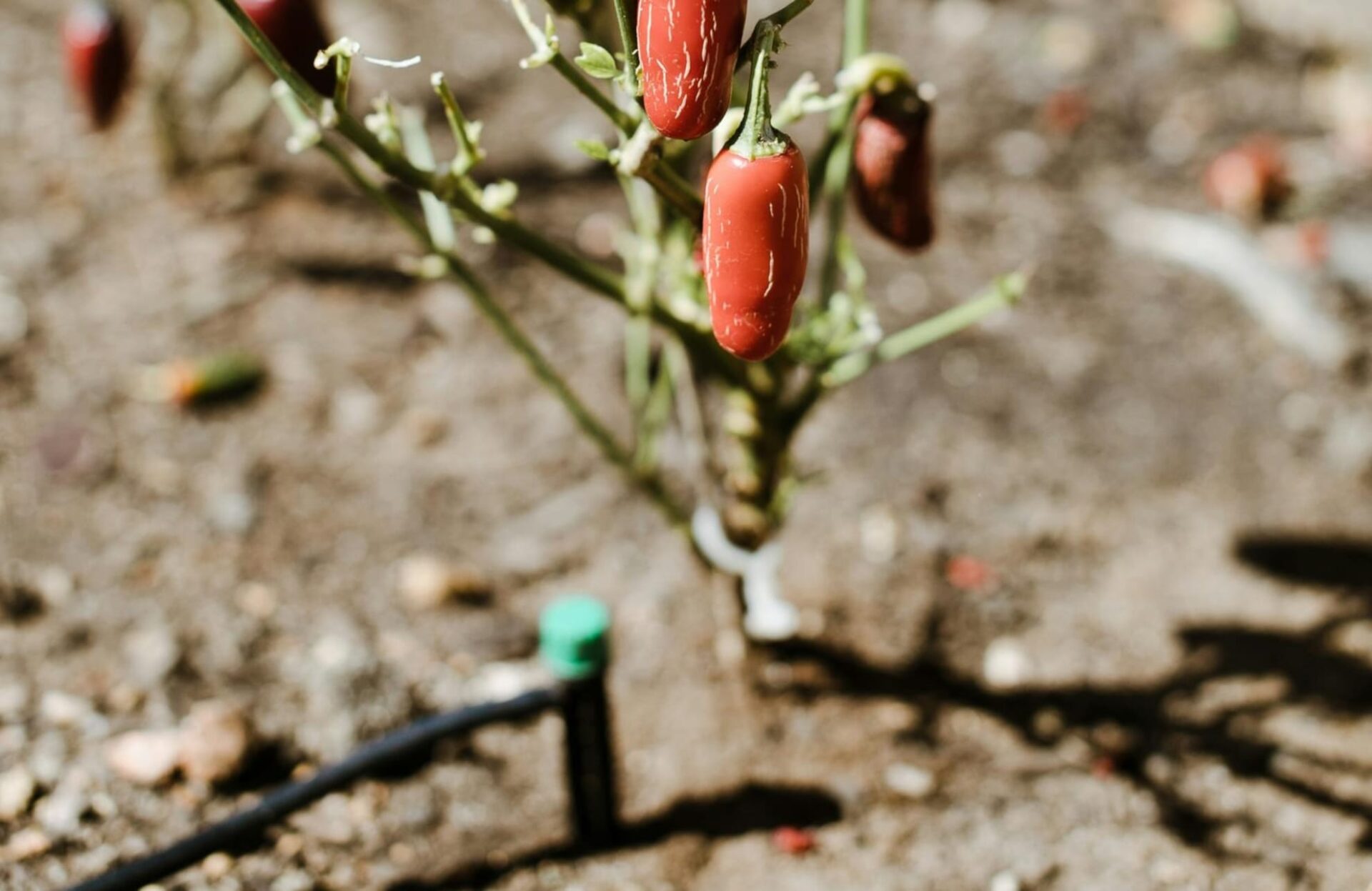 Irrigation déficitaire : objectifs, précautions et conseils