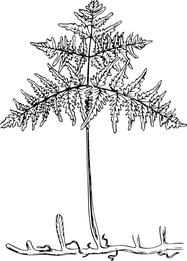 Multiplication végétative chez les plantes : 7 types.