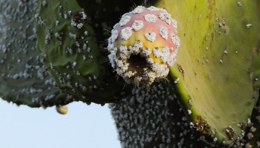 Cochenilles ravageuses des cultures : Présentation et lutte.