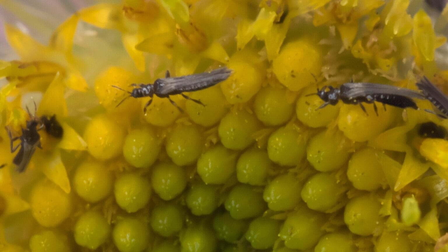 Thrips ravageurs des cultures : Présentation et lutte.