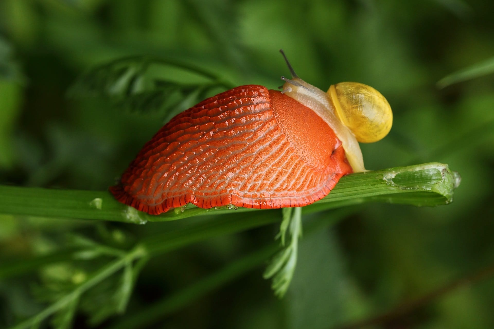 Mollusques ravageurs des cultures : Présentation et lutte.