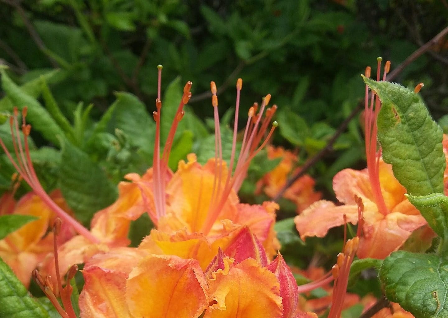 Teignes phytophages aux jardins : Présentation et lutte.