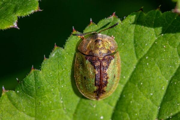 Casside ravageuse des cultures : 3 moyens de lutte efficaces